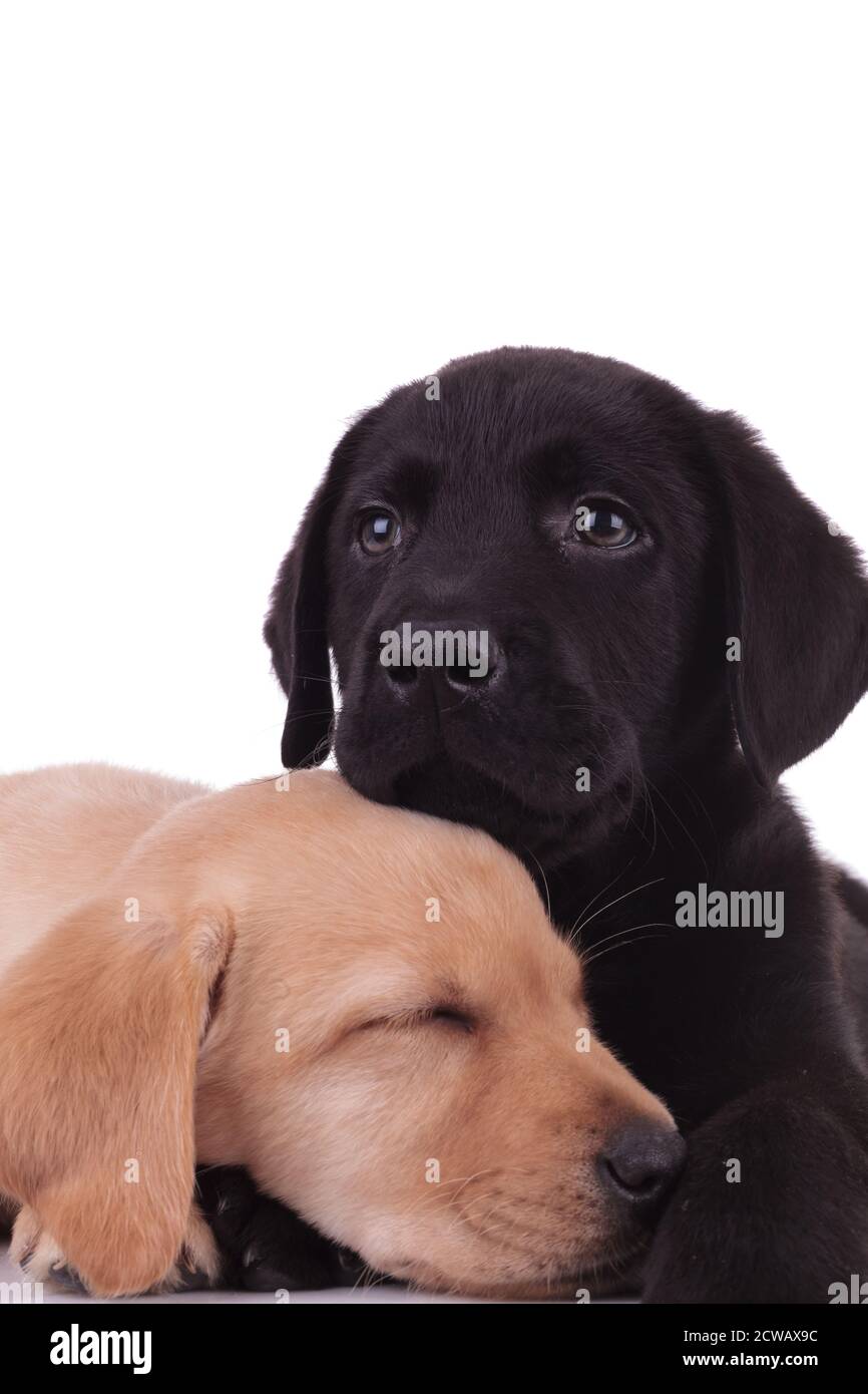 group of labradors retrievers sleeping and cuddling on white background ...