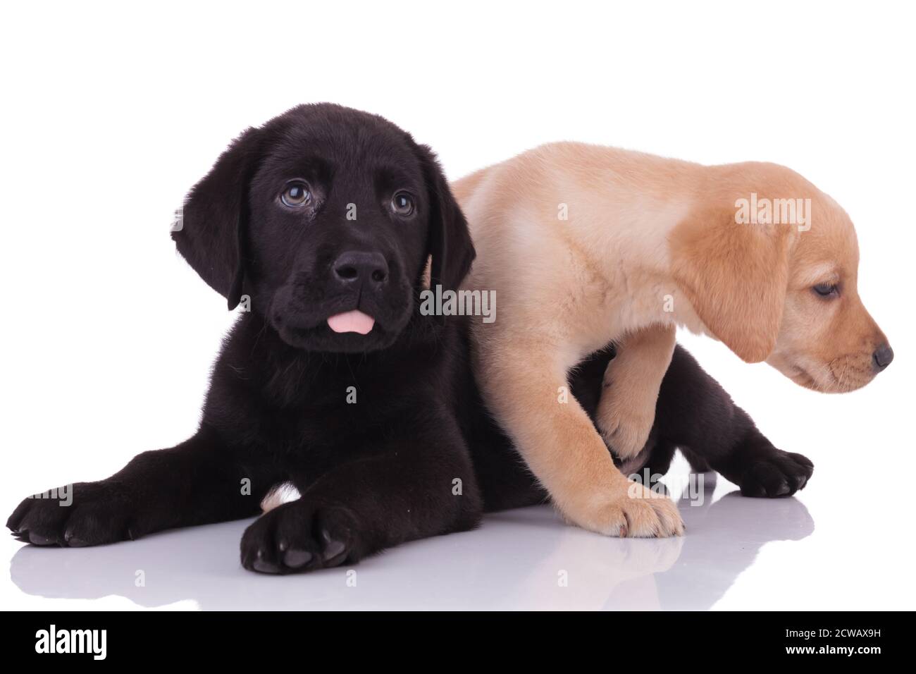 team of two labradors retrievers panting, looking up and cuddling ...