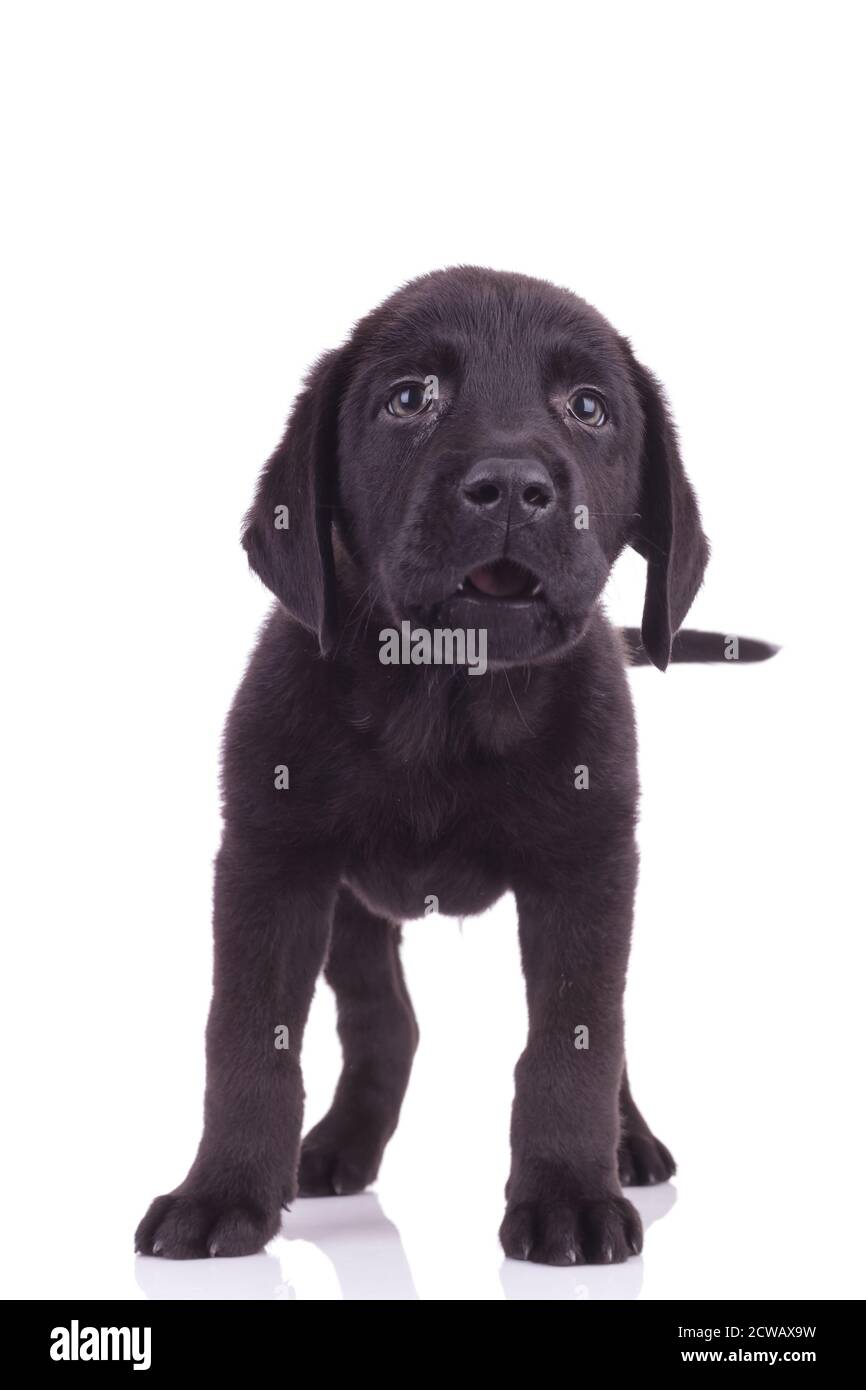 black labrador retriever looking up and standing isolated on white ...