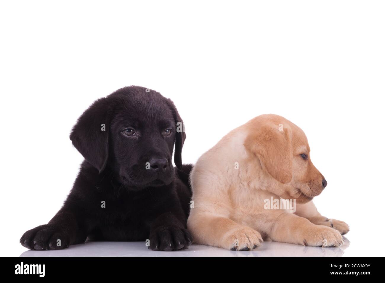 cute labrador retrievers laying down and looking to side, isolated on ...