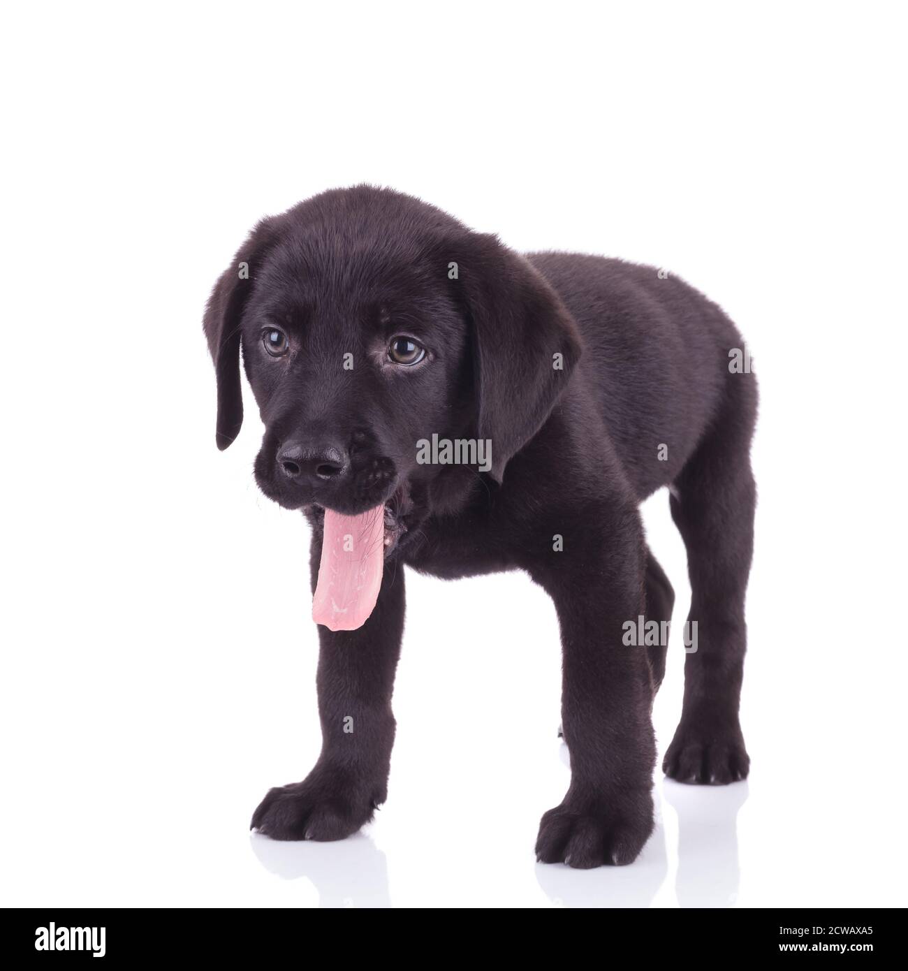 happy labrador retriever looking to side and panting, sticking out ...