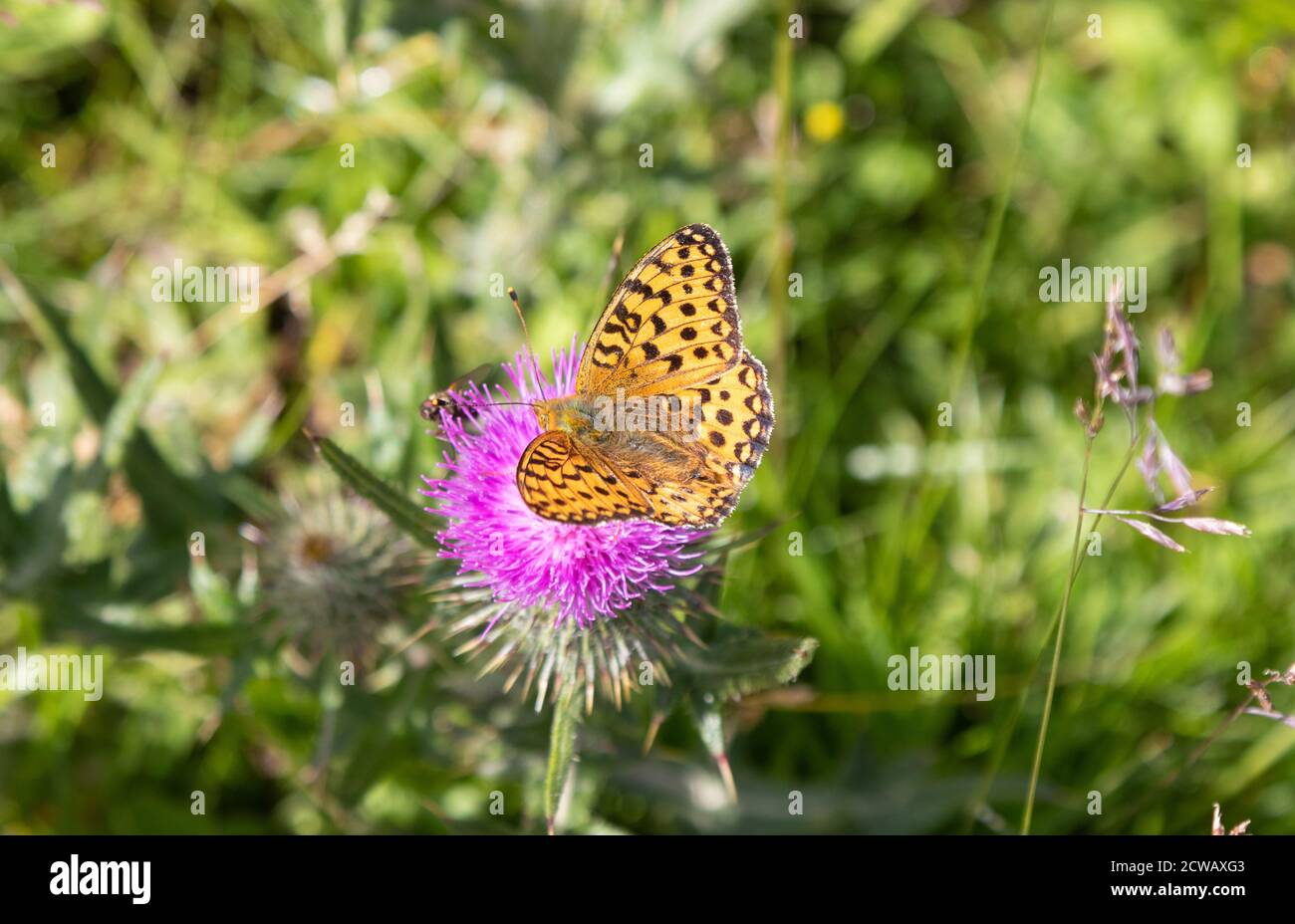 Pearl bordered fritillary hi-res stock photography and images - Alamy