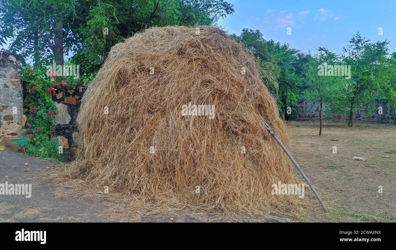 Grass is wrapped around a tree to dry, hay dries around a tree Stock ...