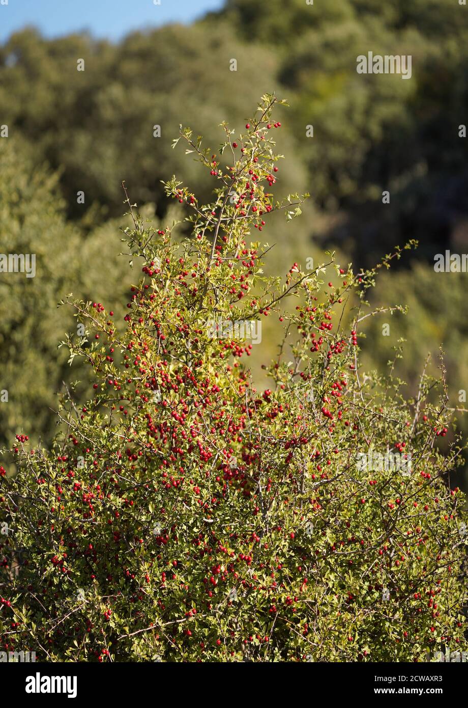 Red common hawthorn berries hi-res stock photography and images - Alamy