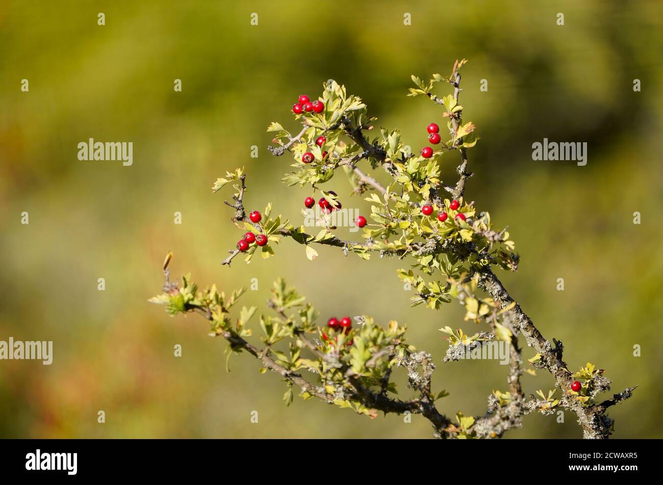 Red common hawthorn berries hi-res stock photography and images - Alamy