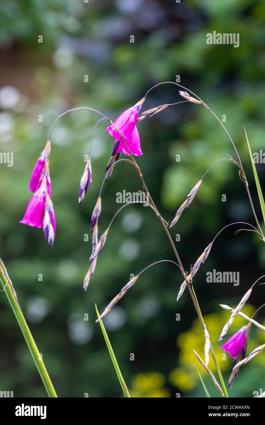 Wandflower hi-res stock photography and images - Alamy