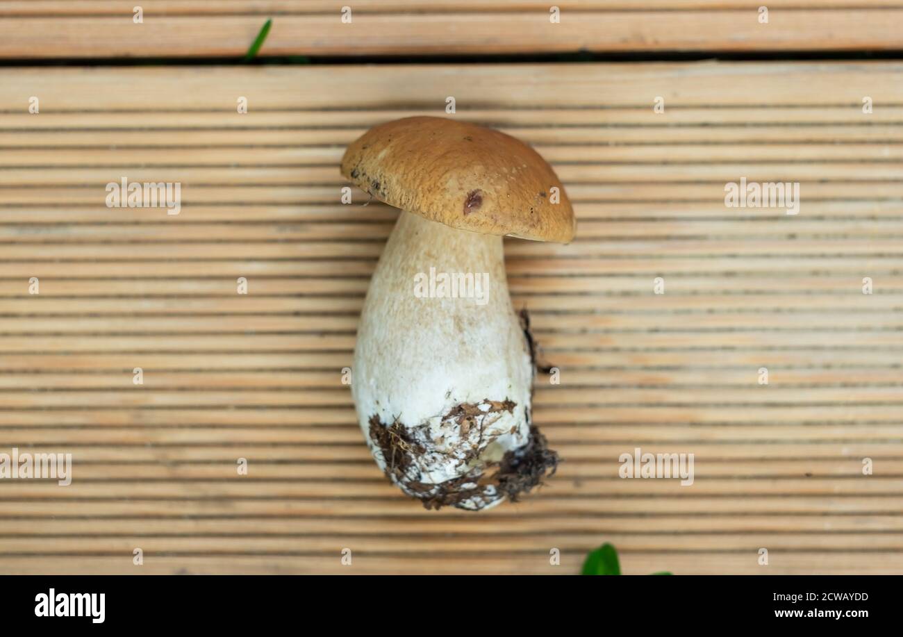 One porcini cep mushroom picked in forest Stock Photo - Alamy