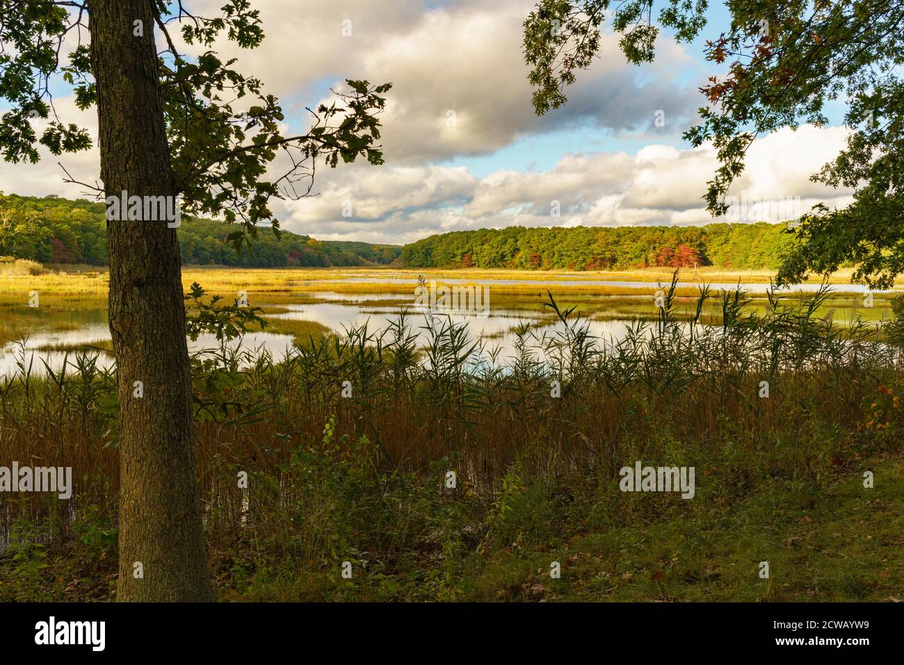 Fall color, Bride Brook Salt Marsh, Rocky Neck State Park, Niantic ...