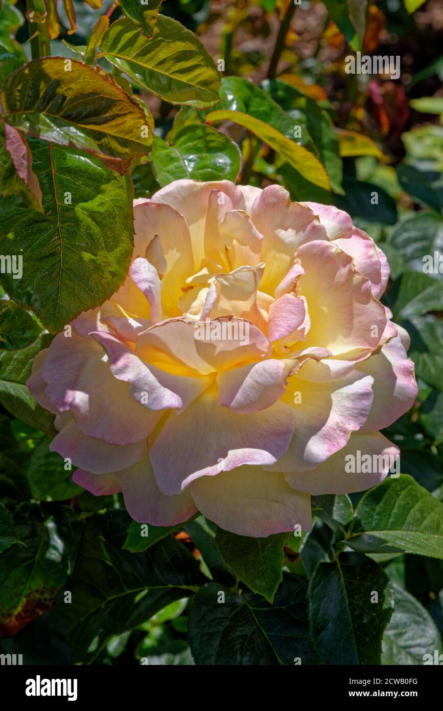 Close up of rose - English rose garden, United Kingdom Stock Photo - Alamy