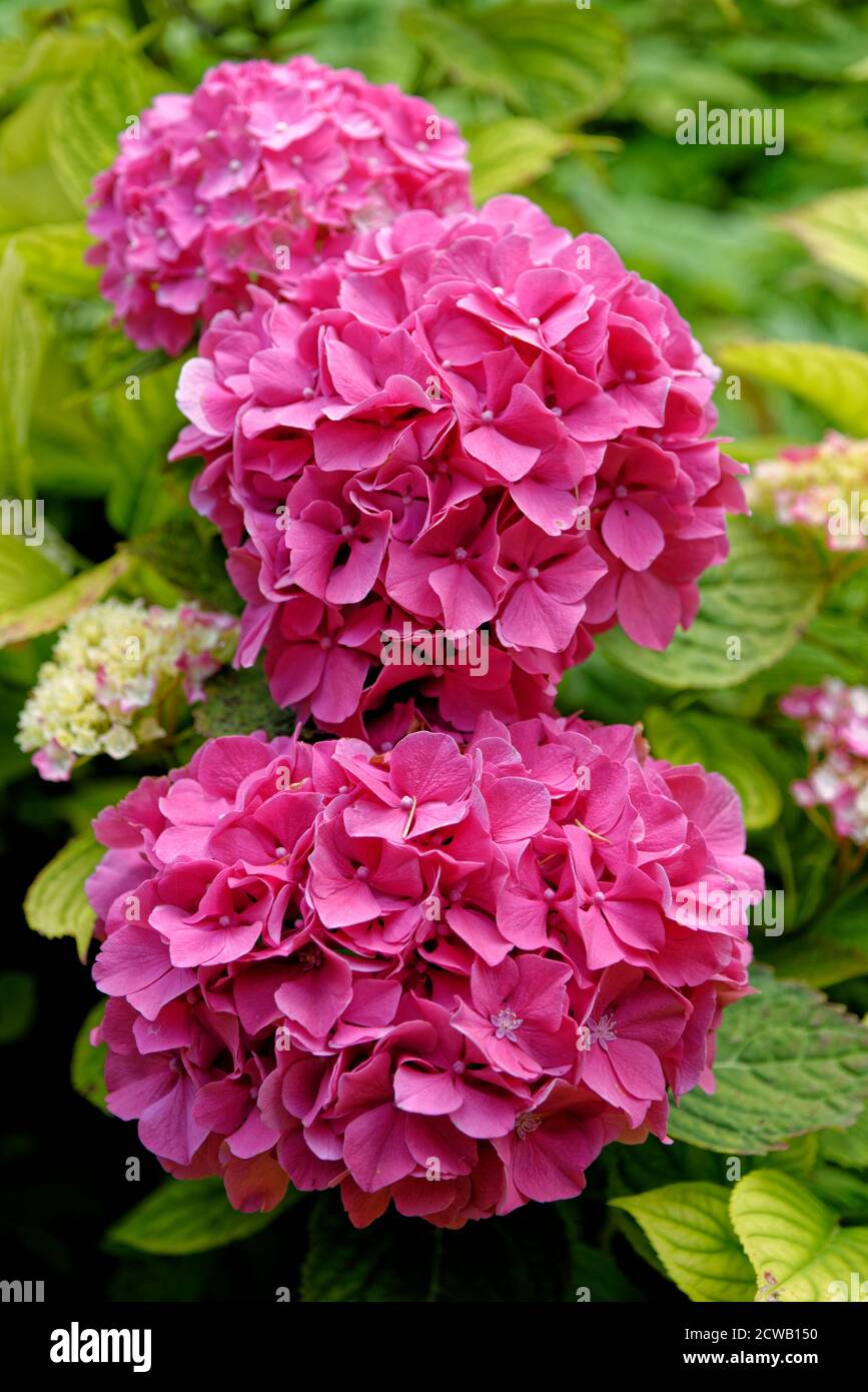 Bush of pink Bigleaf hydrangea (Hydrangea macrophylla) flowers growing ...