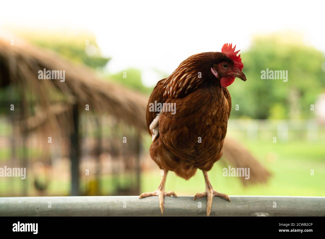 Red chicken hen outside standing on fence Stock Photo - Alamy