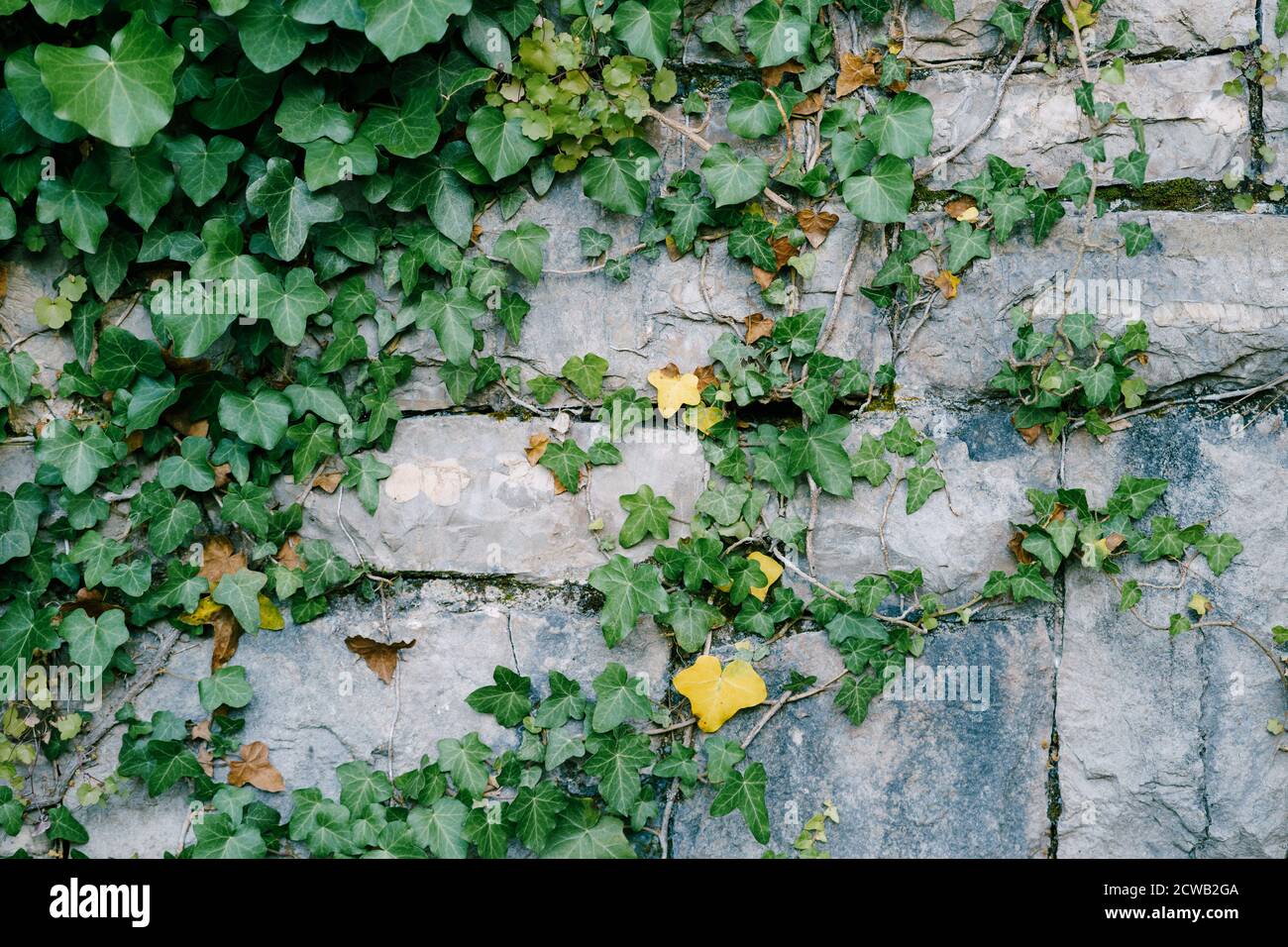 A powerful heavy wall of large stones with curly ivy Stock Photo - Alamy