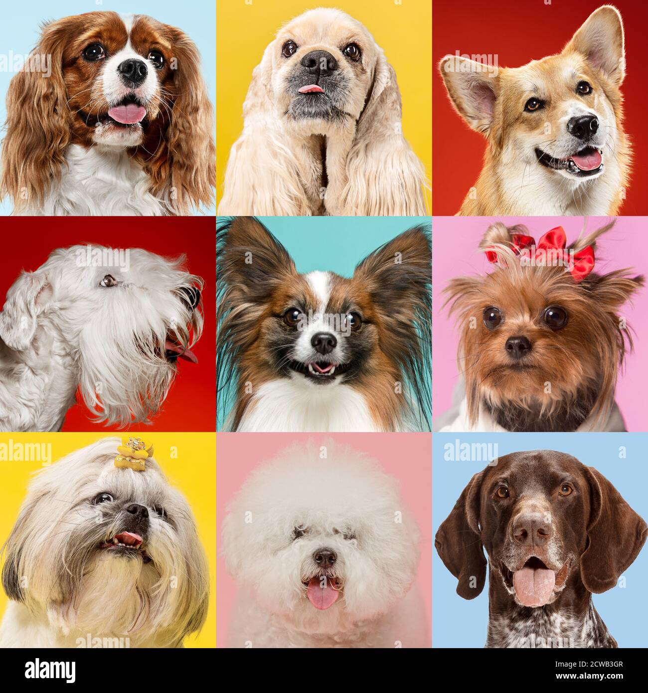Stylish adorable dogs posing. Cute doggies or pets happy. The different ...