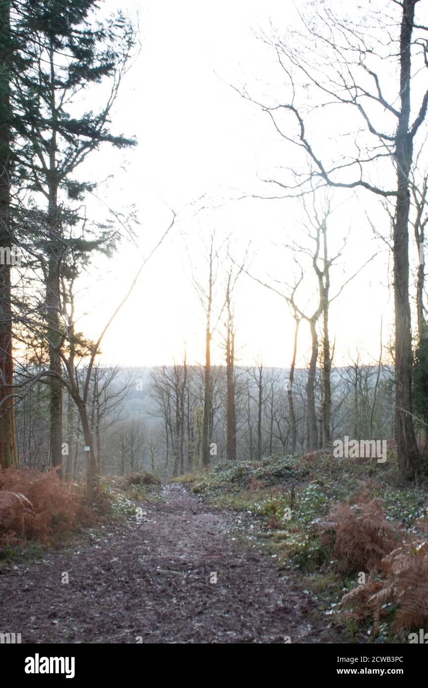 The setting sun illuminates the afternoon sky at the forest edge Stock ...