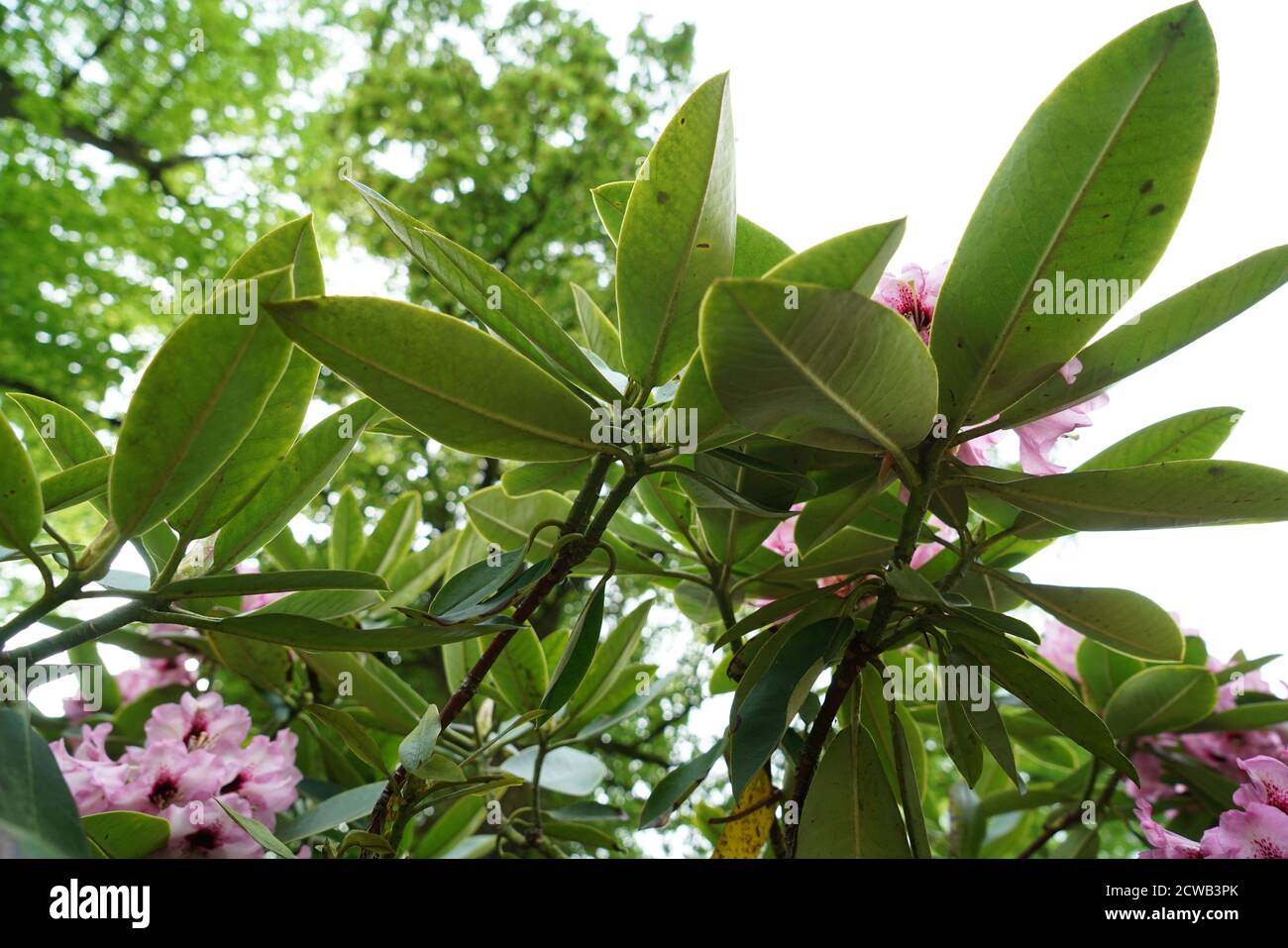 Low angle shot of a rubber tree branches with green leaves and pink ...