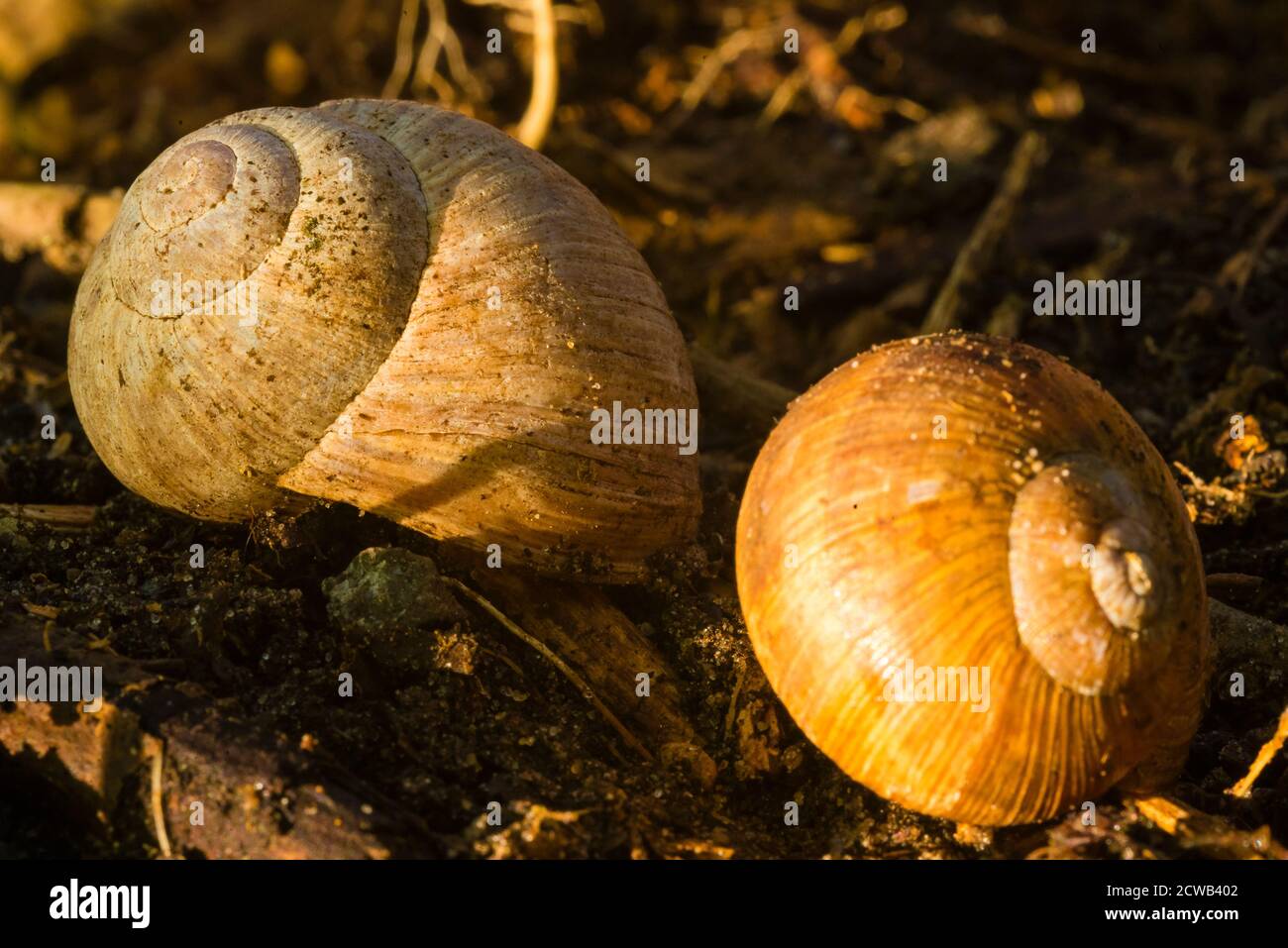 Two empty snail shells, empty snail shells, snail housing Stock Photo ...