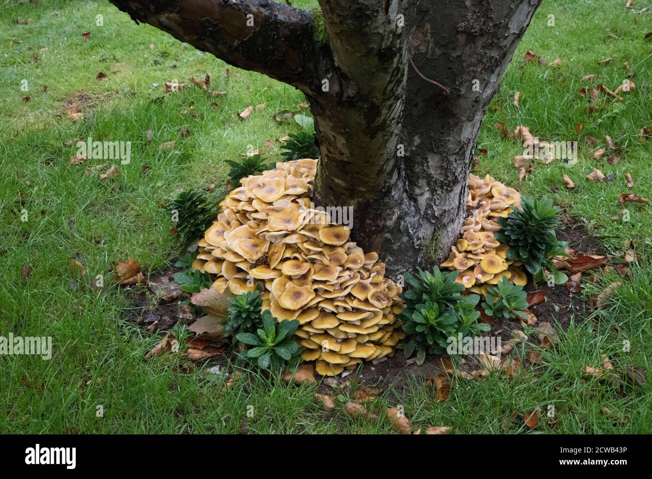 large clumps of honey fungus mushrooms around tree Stock Photo - Alamy