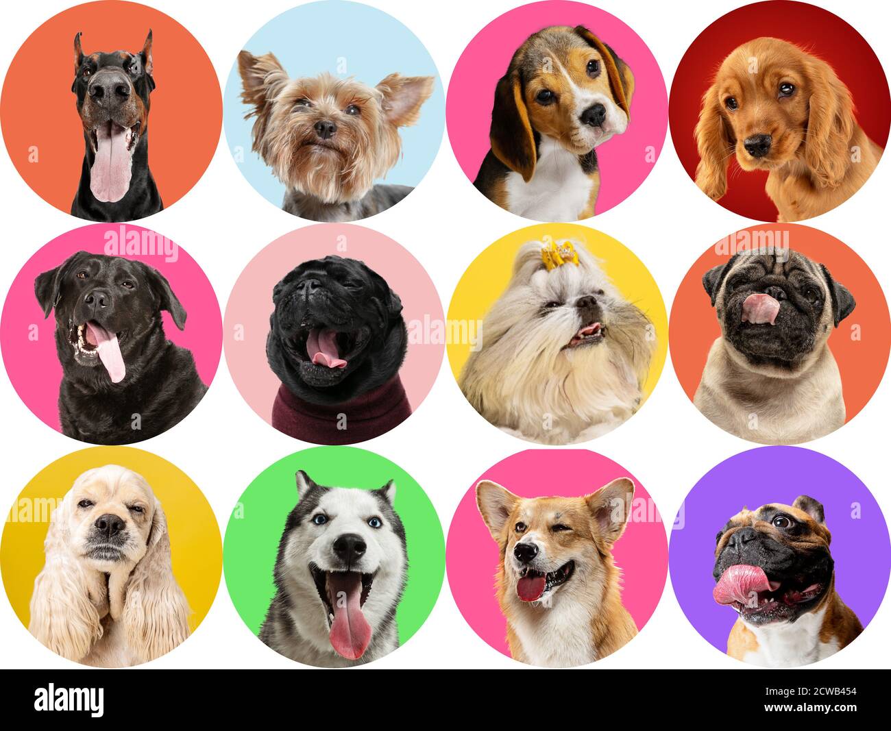 Young dogs are posing. Cute doggies or pets are looking happy isolated ...