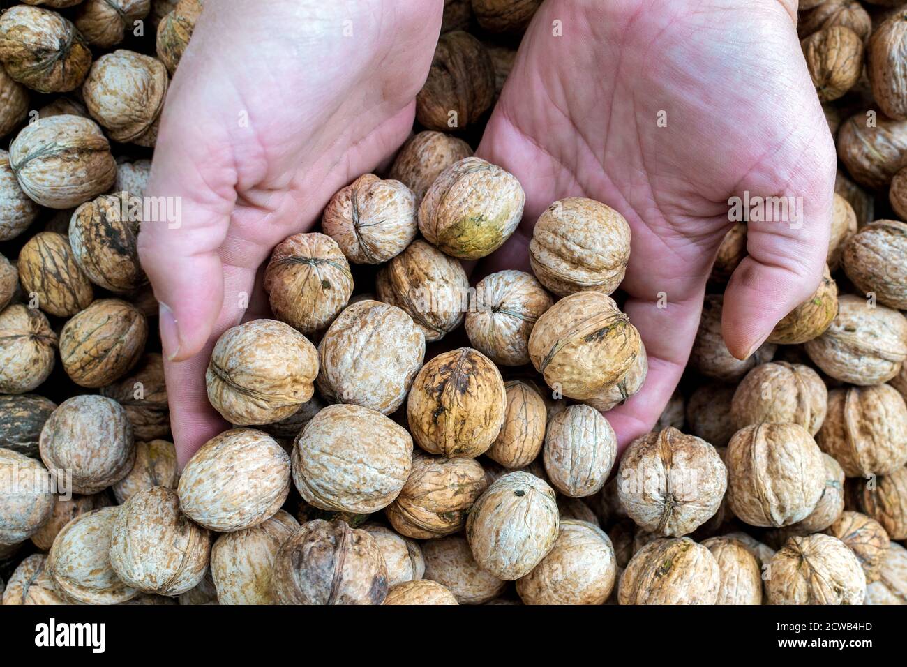 Walnut grows on a tree. Grows nuts in the garden. Production of nuts on ...