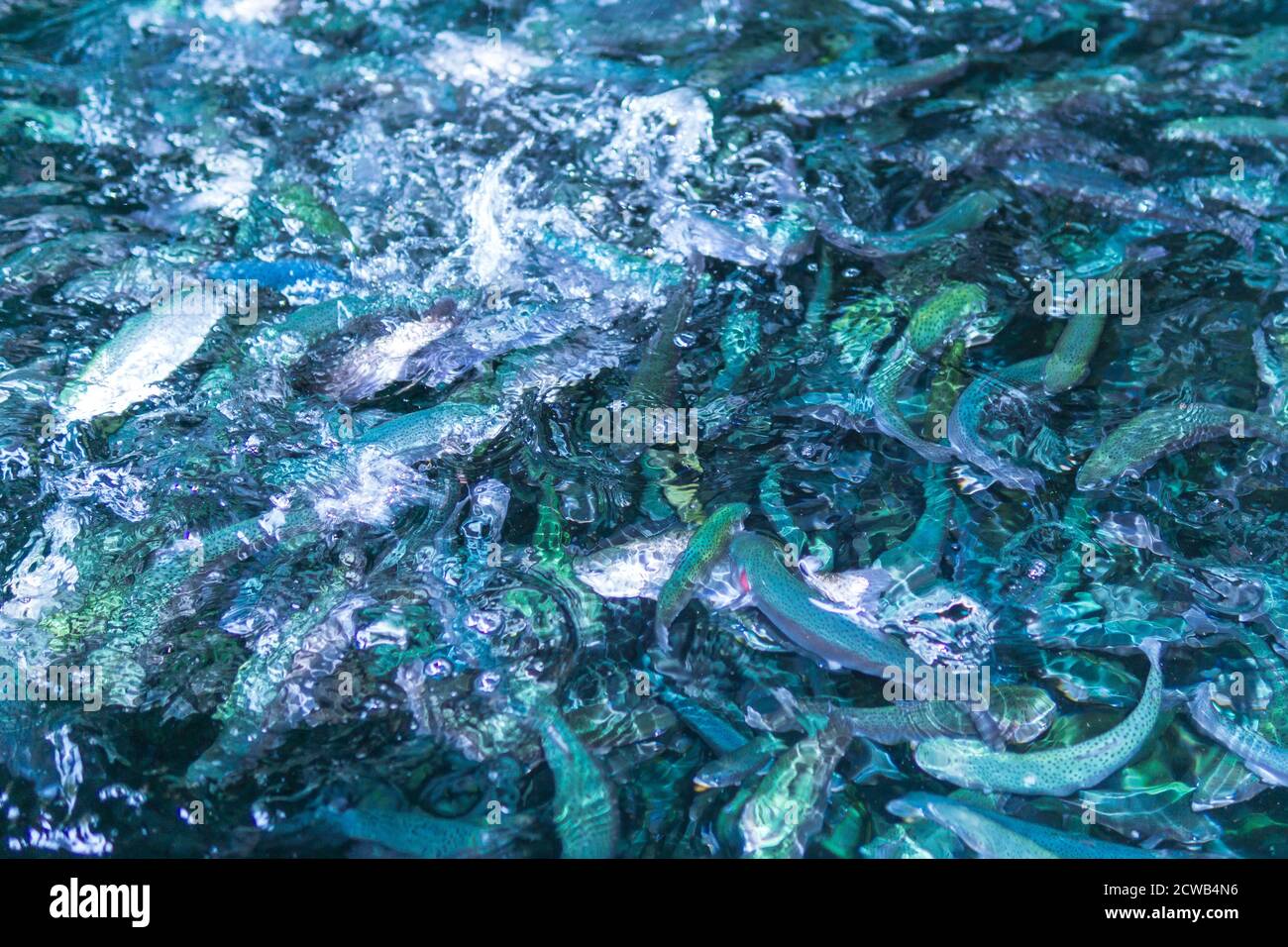 concept of fish farming. lot of trout splashing in the water while ...