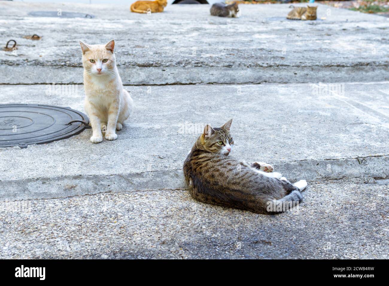 Homeless Cute Cats Homeless animals theme. selective focus Stock Photo ...