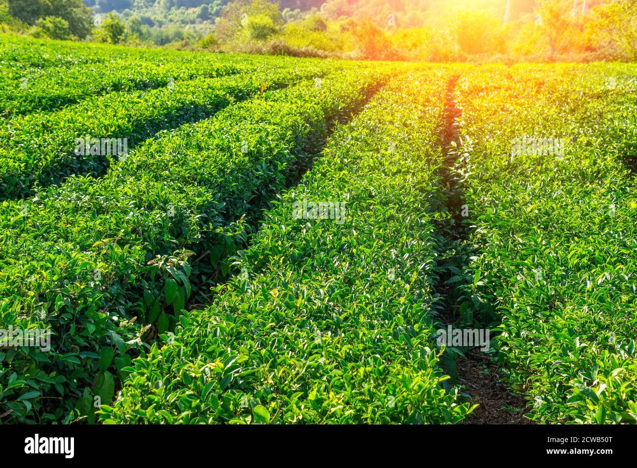 Tea plantation. The tea in Europe. Nature Agricultural Farming Organic ...