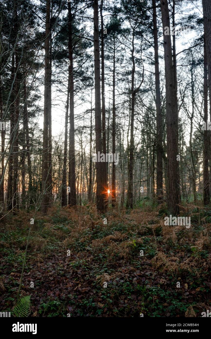 The setting sun casts it's last beams of the day through through the ...