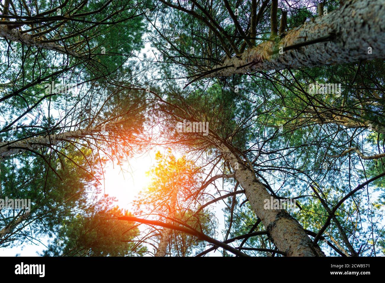 View from below of tall pine trees in the forest of the nature reserve ...