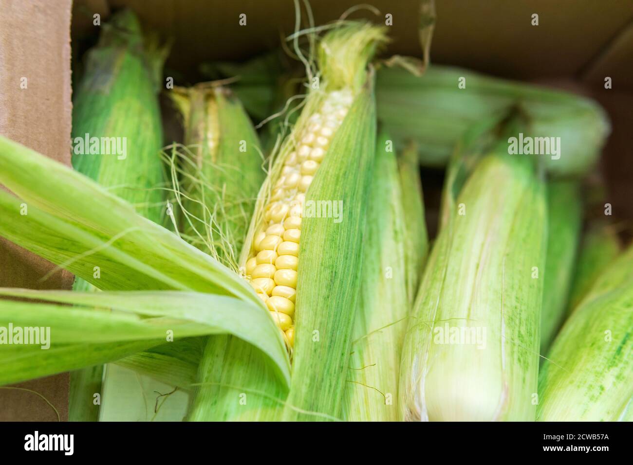 Vegetable corn supermarket. Vegetarianism and healthy lifestyle Stock ...