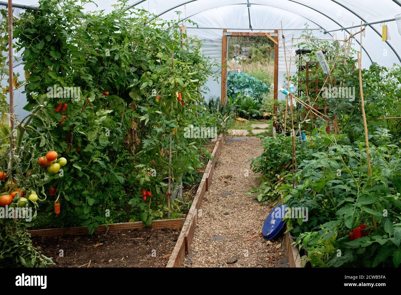 Plants growing inside a polytunnel Stock Photo - Alamy