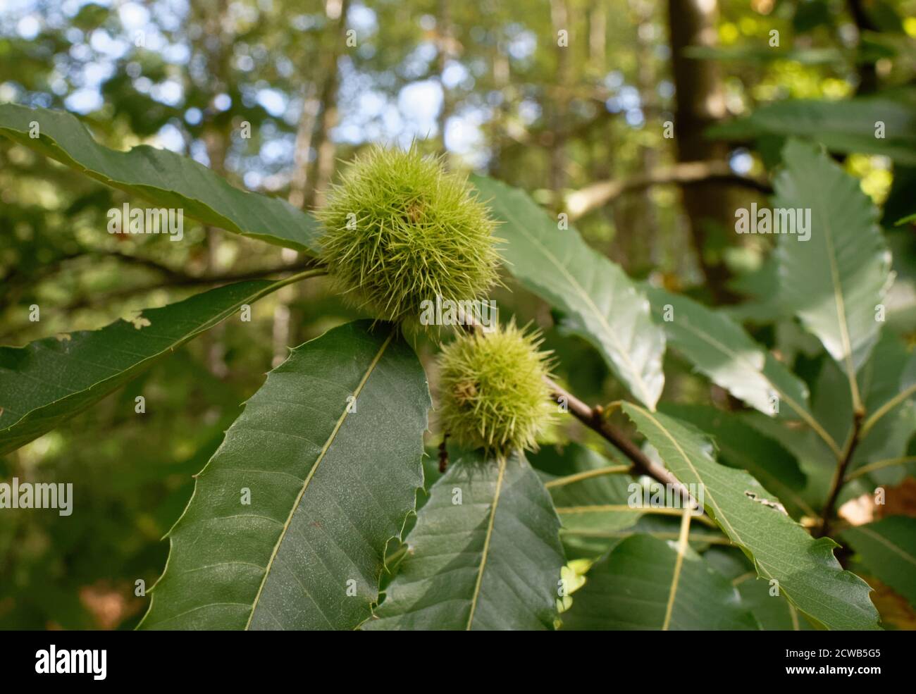 European water chestnut hi-res stock photography and images - Alamy