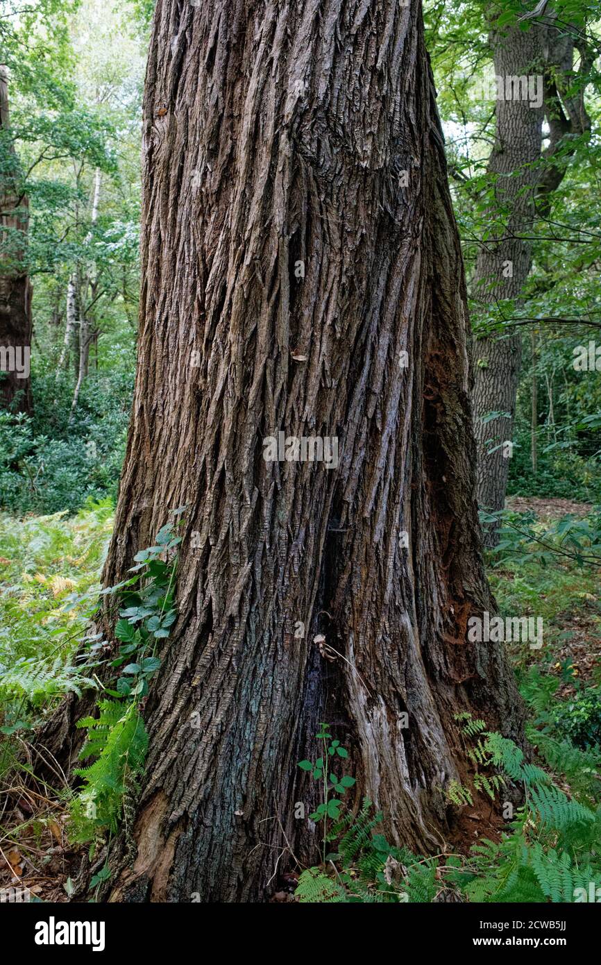Patterns on oak tree bark within Virginia Water, Surrey Stock Photo - Alamy