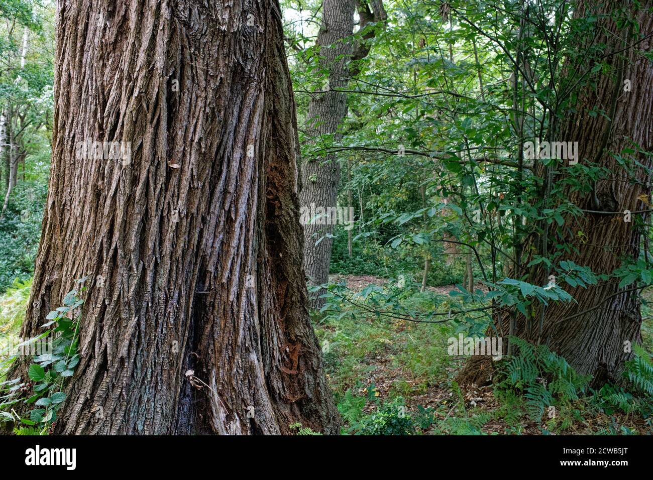 Windsor great park tree oak hi-res stock photography and images - Alamy