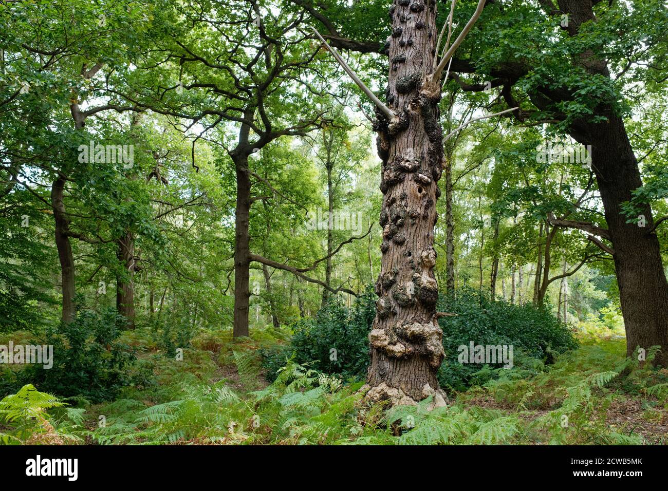 Canker on diseased silver birch trees, England Stock Photo - Alamy