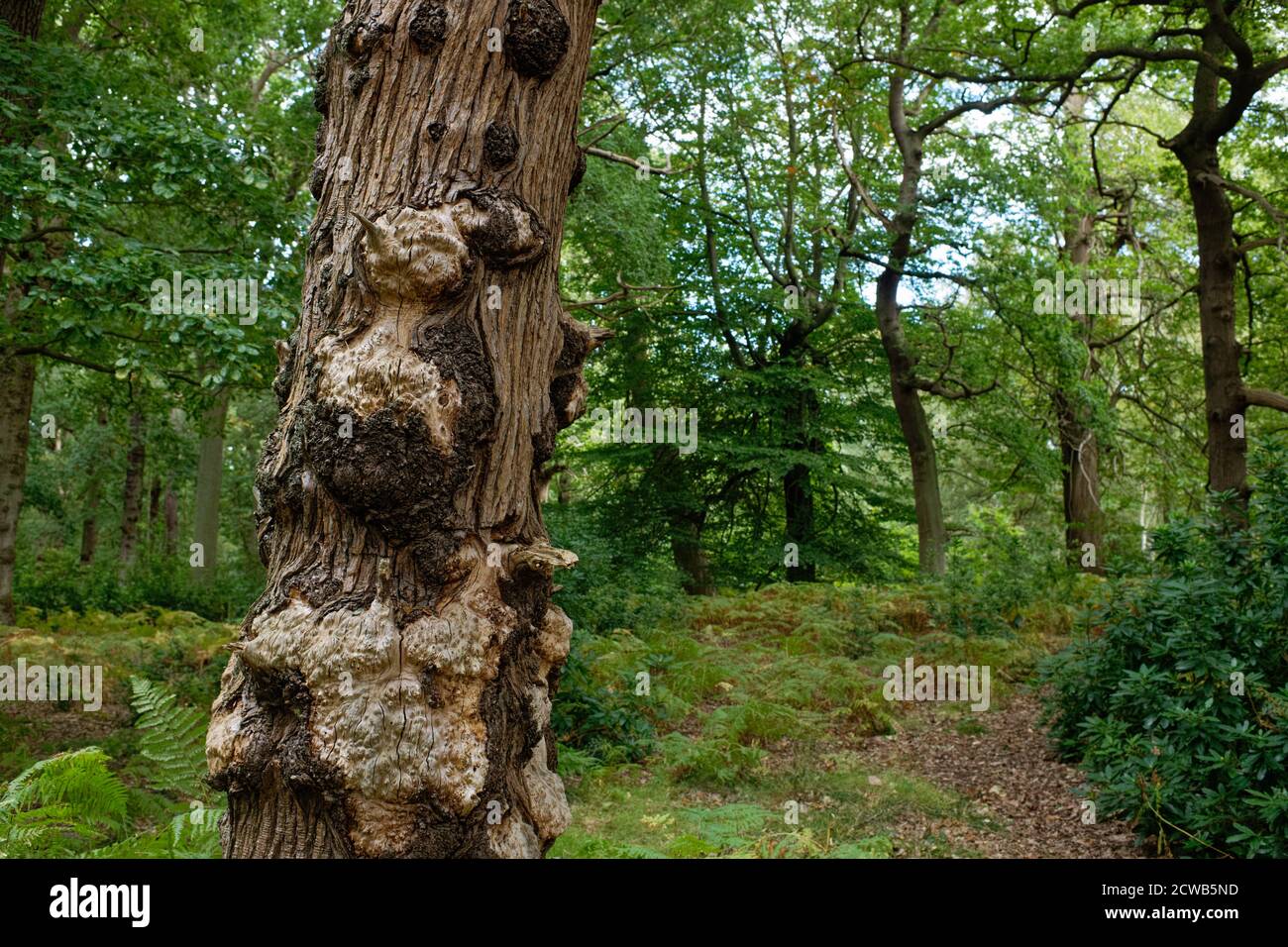 Diseased Trees High Resolution Stock Photography and Images - Alamy
