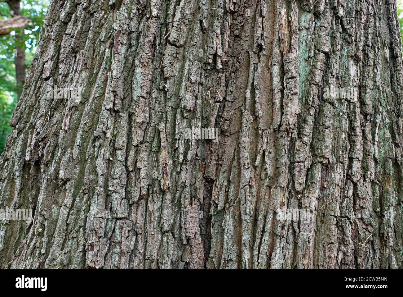 Patterns on oak tree bark within Virginia Water, Surrey Stock Photo - Alamy