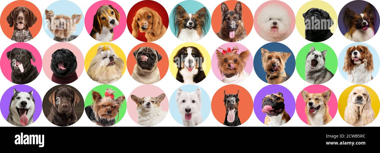 Young dogs are posing. Cute doggies or pets are looking happy isolated ...