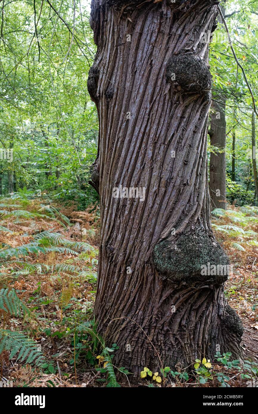 nglish trees in Virginia Water showing patterns on their trunk bark ...