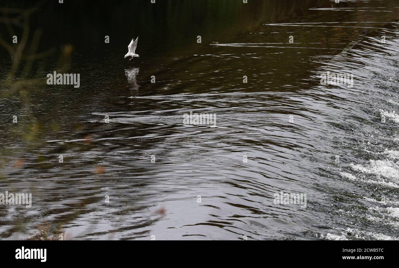 Weir jubilee river hi-res stock photography and images - Alamy