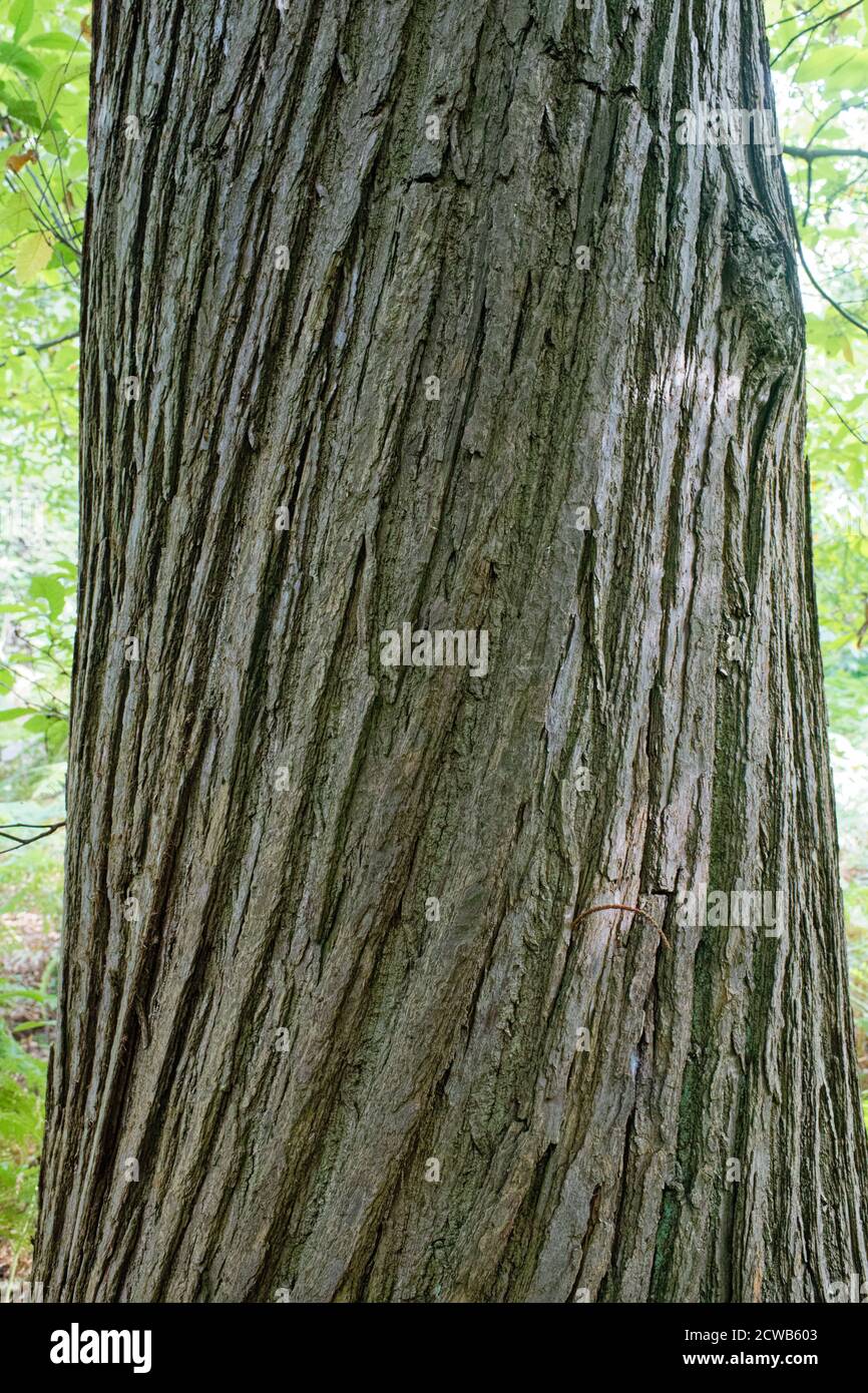Oak tree bark hi-res stock photography and images - Alamy