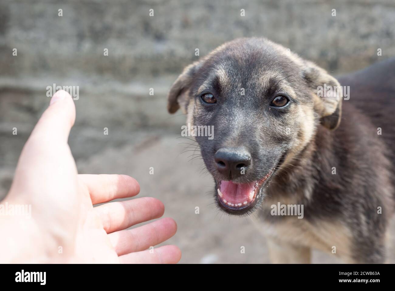 hand reaches for a stray little stray dog Thai Stray dog Stock Photo ...