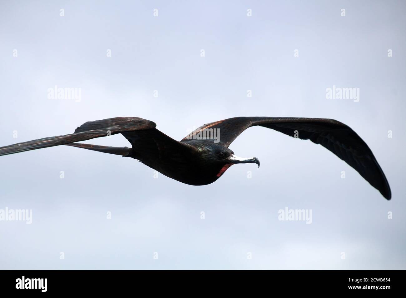 Frigate bird in flight in the air Stock Photo - Alamy