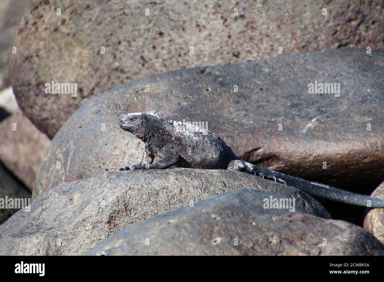 Marine iguana, Espanola Island, Ecuador, Galapagos, South America Stock ...