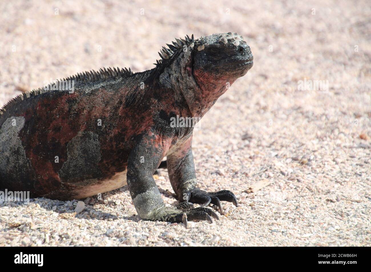 Marine iguana, Espanola Island, Ecuador, Galapagos, South America Stock ...