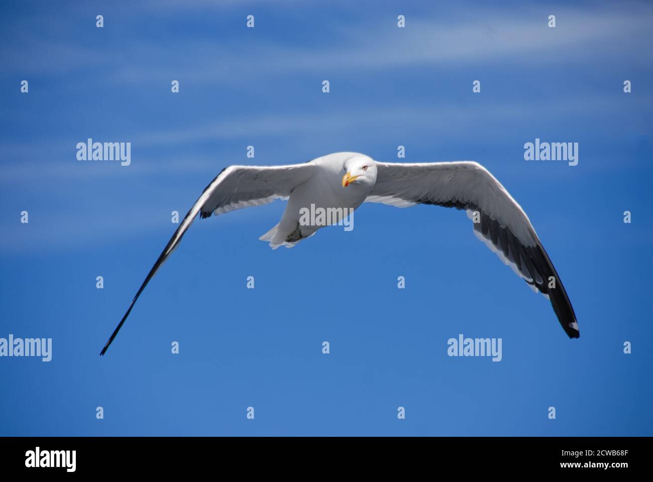 Seagull In Flight, Looking At The Viewer. Seagull outdoors sea fly ...
