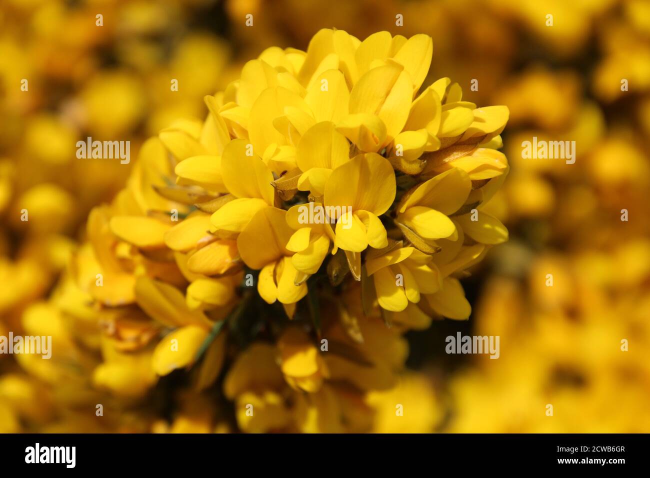 Scotch broom close up, Scotland Stock Photo - Alamy