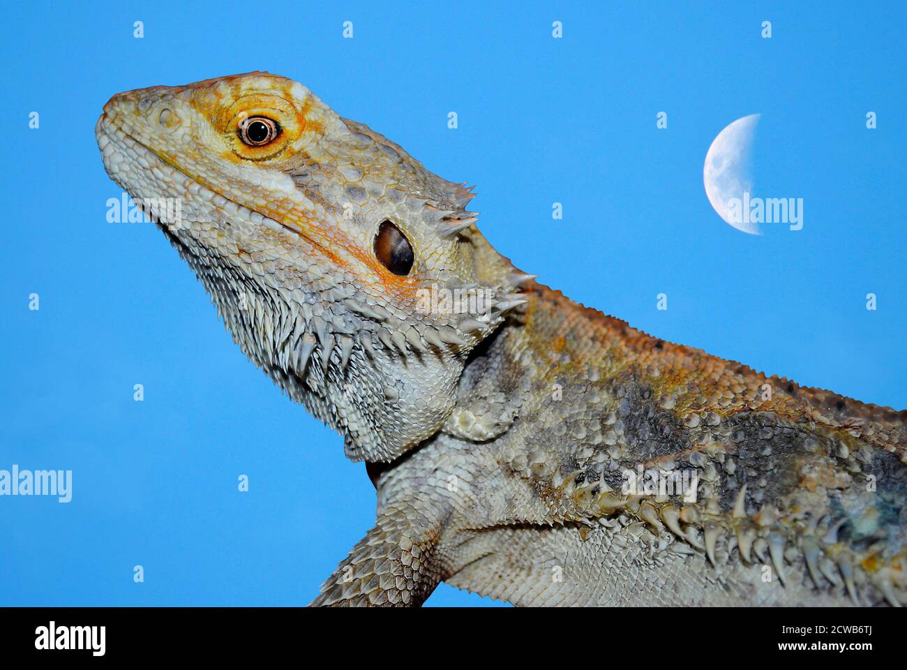 Half body reptiles hi-res stock photography and images - Alamy