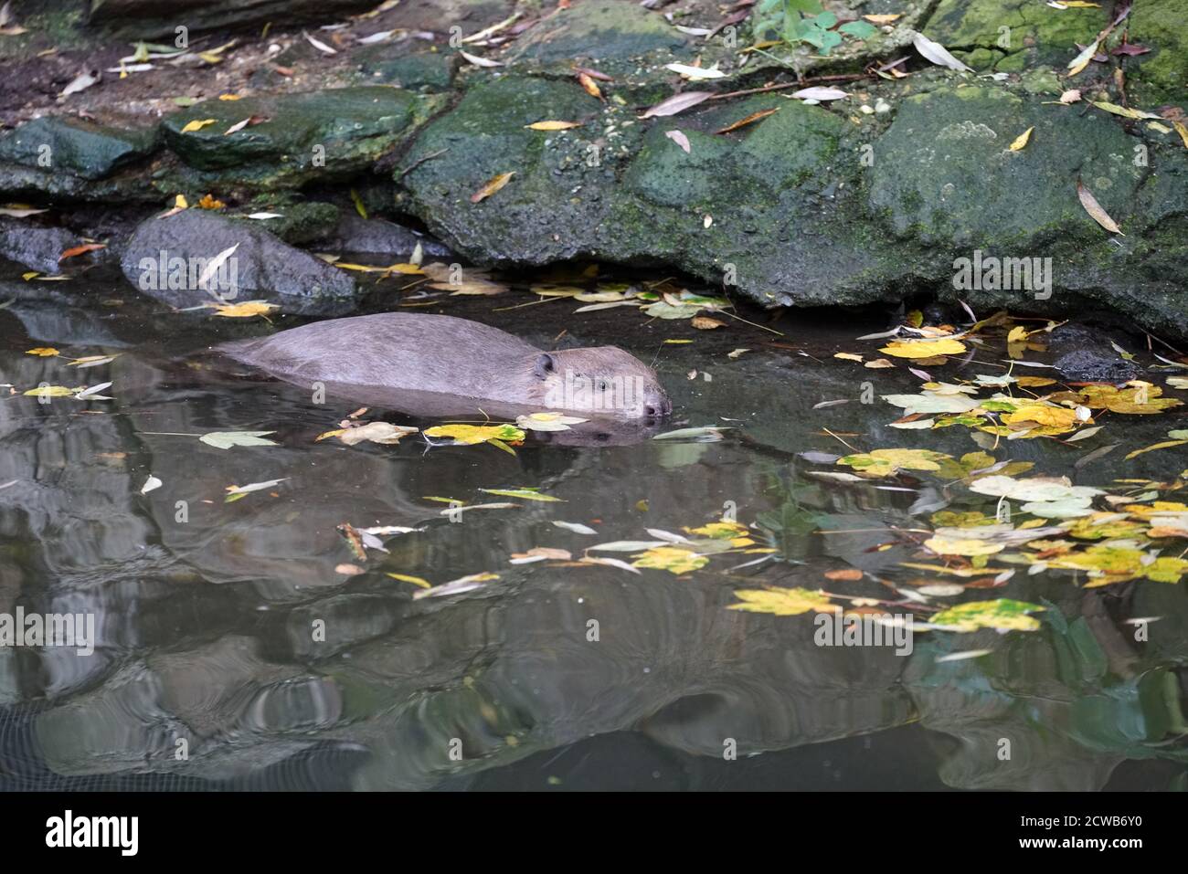 Adorable beaver swimming in the pond Stock Photo - Alamy
