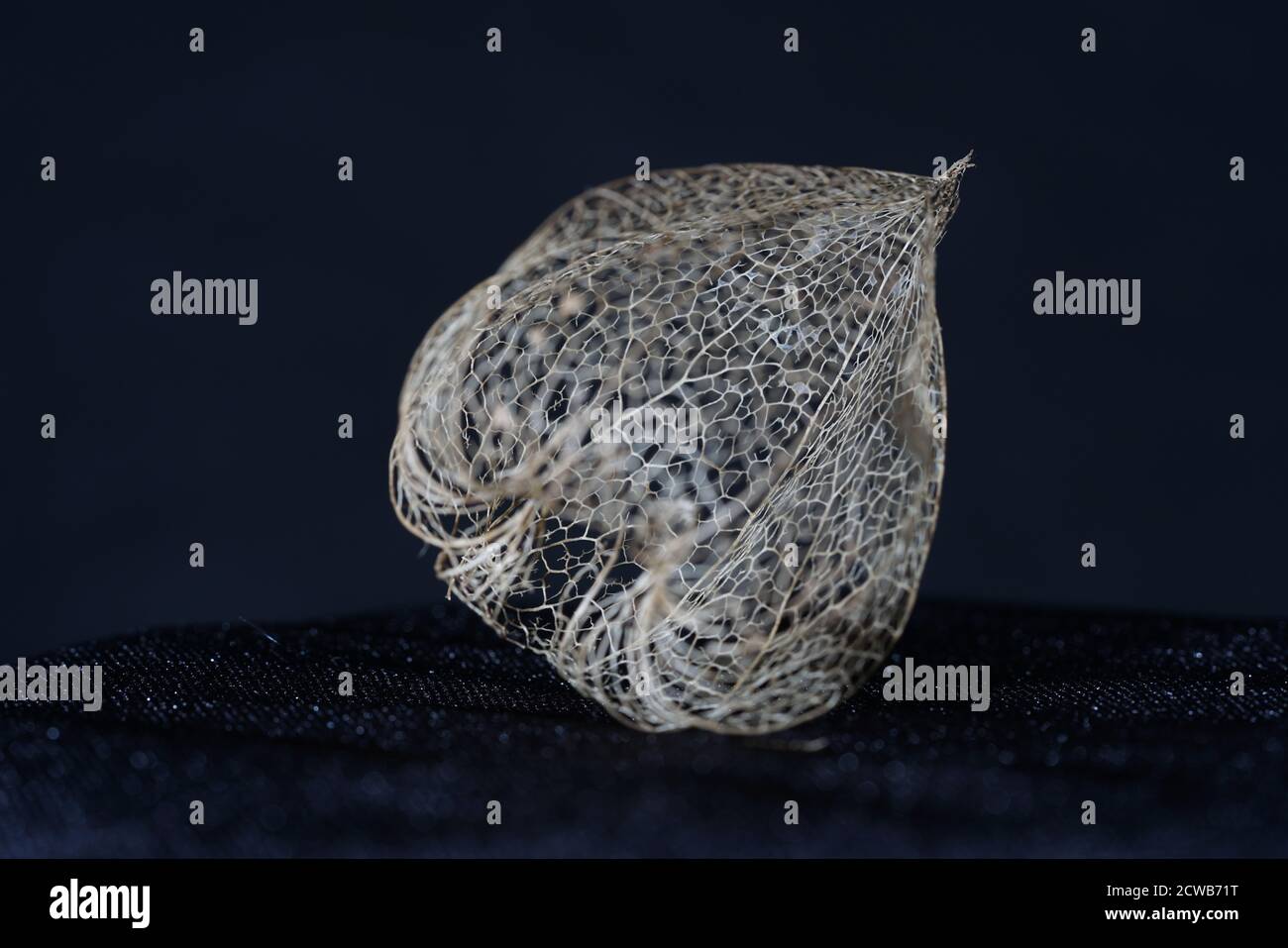 Closeup shot of a dry skeleton of a flower Stock Photo - Alamy