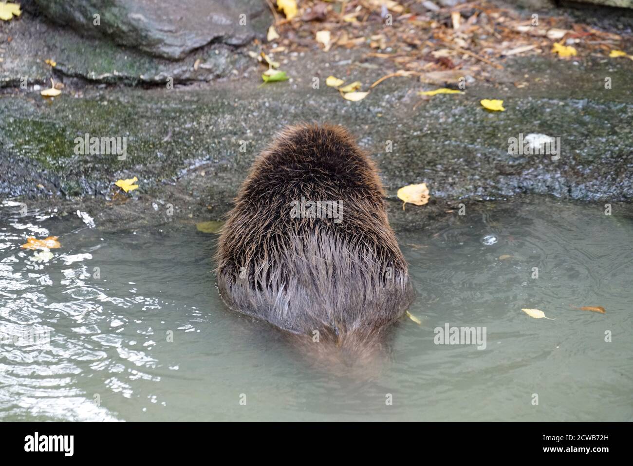 Adorable beaver swimming in the pond Stock Photo - Alamy